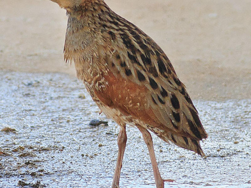 Corncrake | KuwaitBirds.org